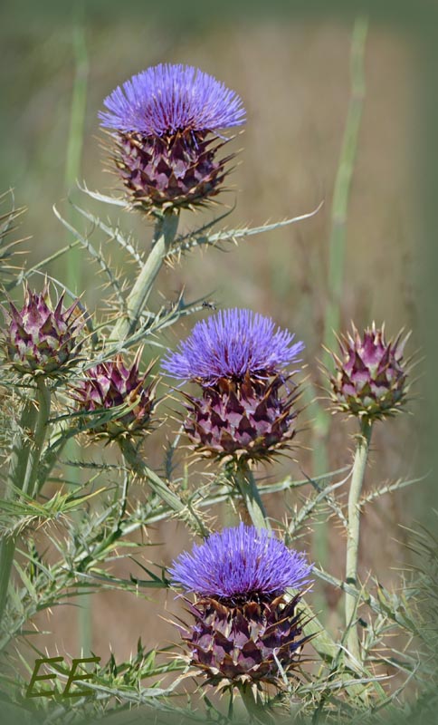 Mallorca es así también: Cardos en el campo