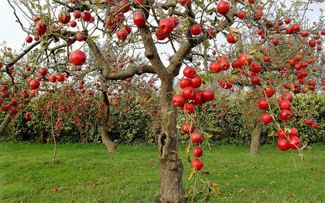 Apple Season in Full Bloom in Kullu-Manali - The Best India Tours
