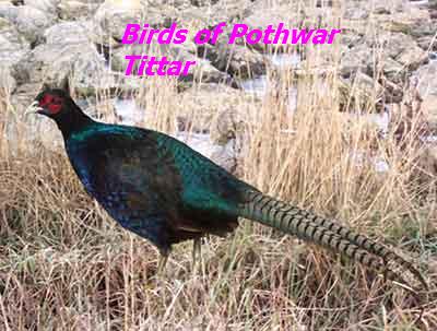 Birds of Pothwar region ~ Pothwar Today