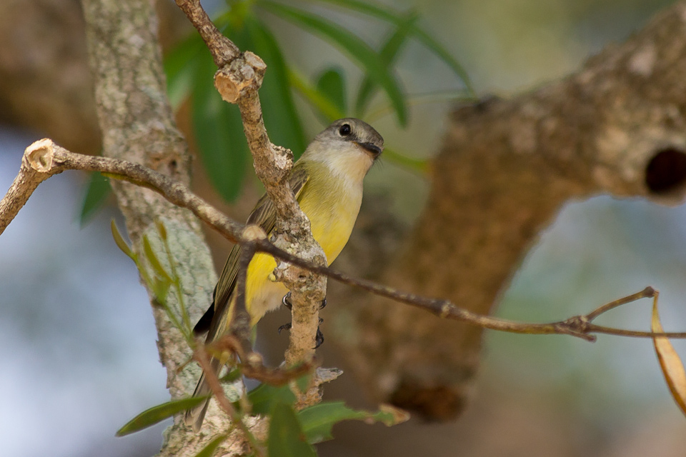 Kay Parkin Birding: Darwin Birding