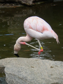 Ponderings of Dasterdly Delirious: Flamingos