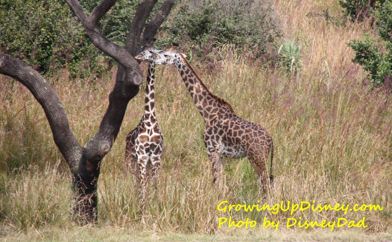 Growing Up Disney: Five Photos: Disney's Animal Kingdom