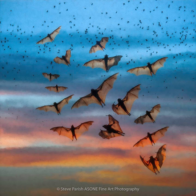THE DEPARTURE - Little Red Flying Foxes - Steve Parish