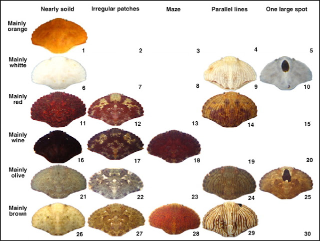 The Natural History of Bodega Head: Nope, no Red Rock Crab here! (just ...