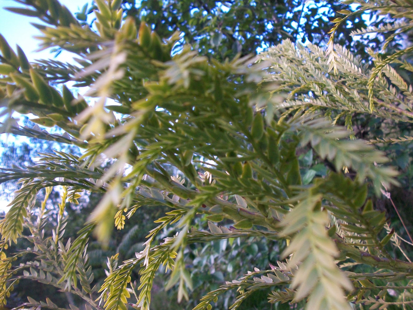 Backtoeden: Galería: Hojas de árboles