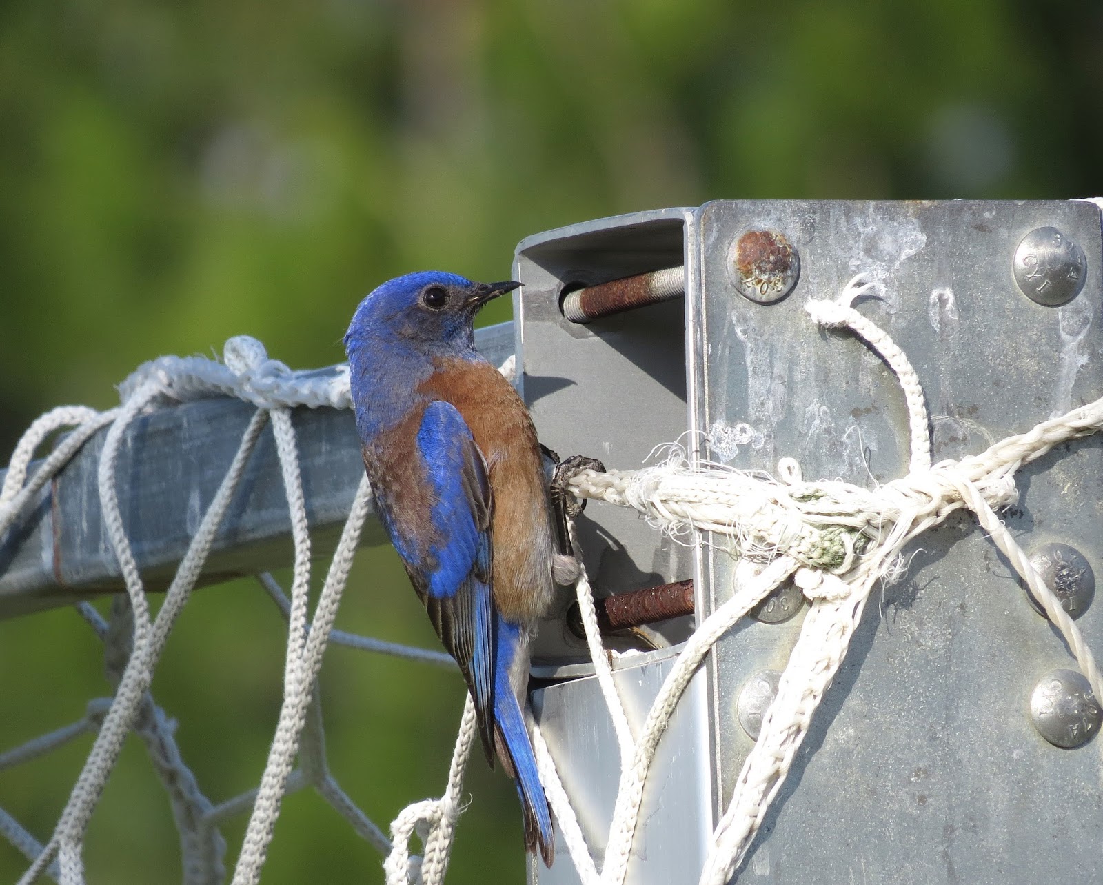 Silver Parrot: WBW - Meet the Bluebirds