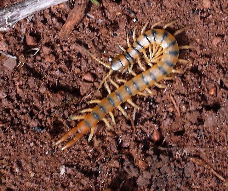 El Gallipato Alcublano: Escolopendra (Scolopendromorpha)