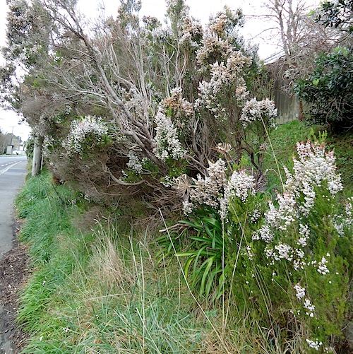 Theobrominated: Wednesday wildflower: Spanish heather