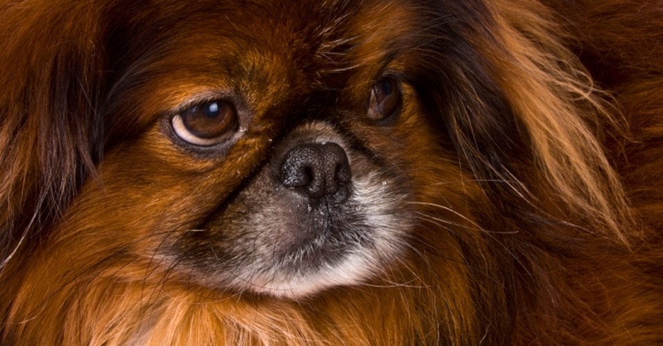 Negócios da China: Pequinês