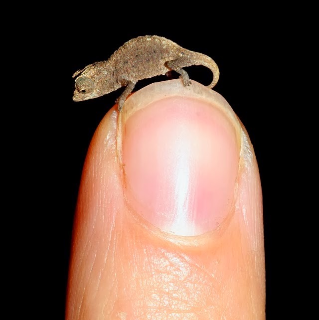 daily timewaster: The world's tiniest lizards have been discovered in ...