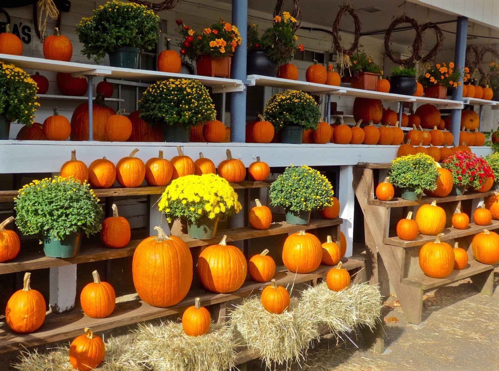 Airhead-55: Shadow Shot Sunday - Shadowy Gourds