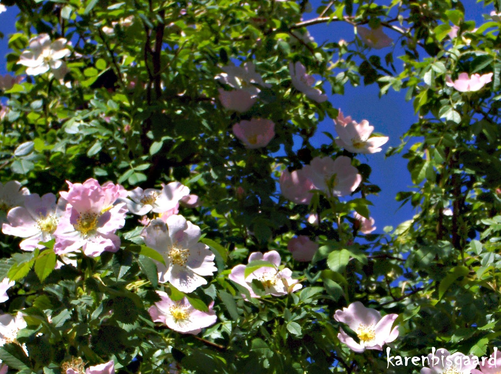 Karen`s Nature Photography: Blooming Wild Rose Bush.
