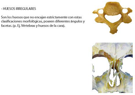 Huesos irregulares - Imagui