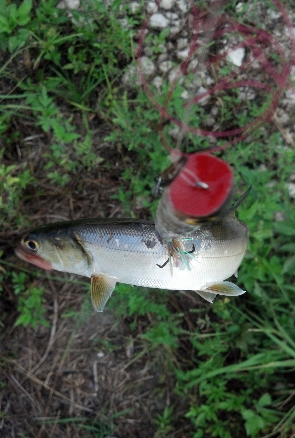 Mosquito Lagoon & Indian River Fishing: Ladyfish In The Refuge