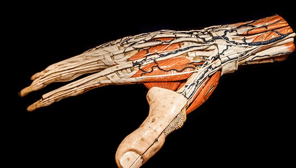 jillgoes: Pennsylvania Road Trip - The Mutter Museum