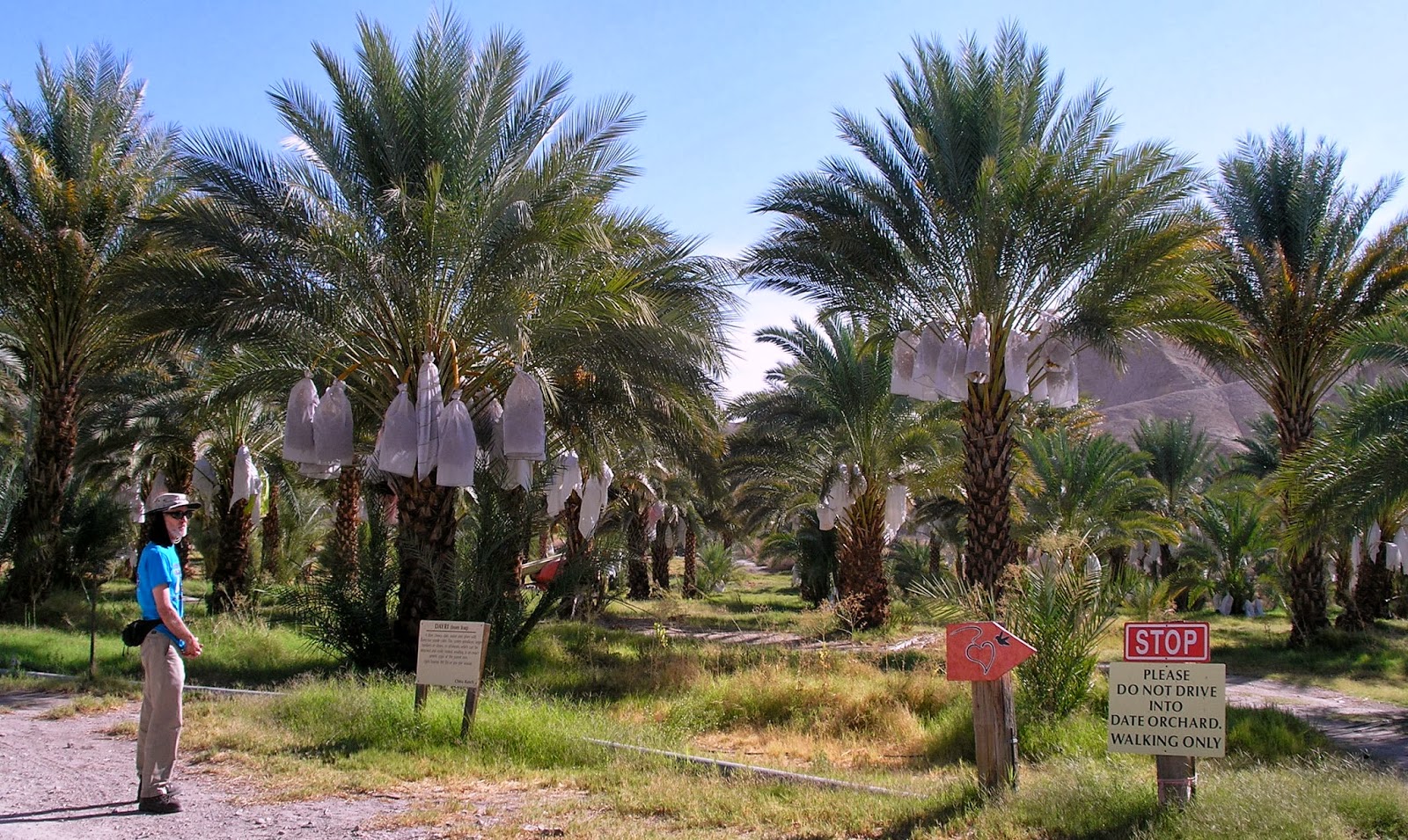 Travel with the Slivas: China Ranch Date Farm, Tecopa, CA