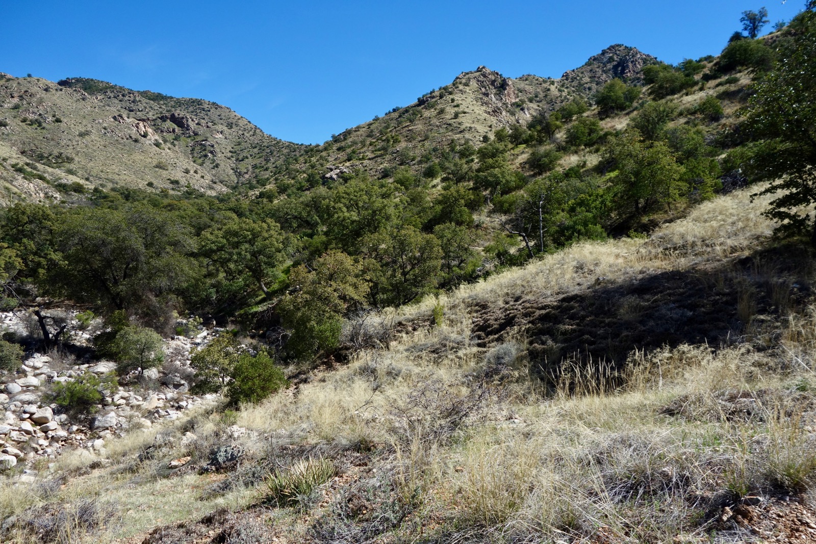 Earthline: The American West: Box Camp Trail, Pusch Ridge Wilderness