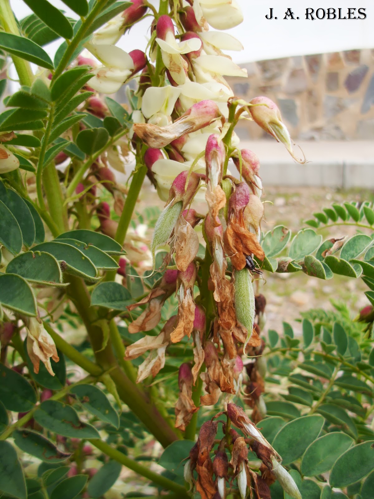 Silencio verde, la vida...: Erophaca baetica = Astragalus lusitanicus ...