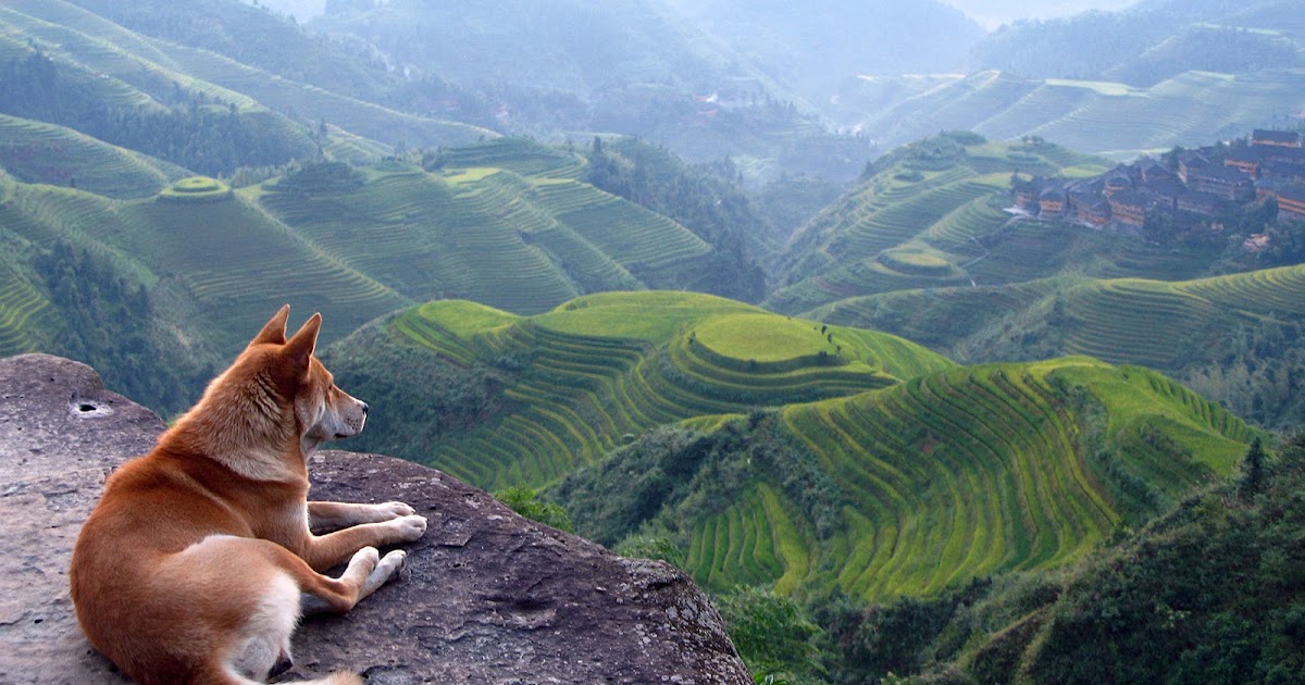 Hd Wallpapers: Poze natura