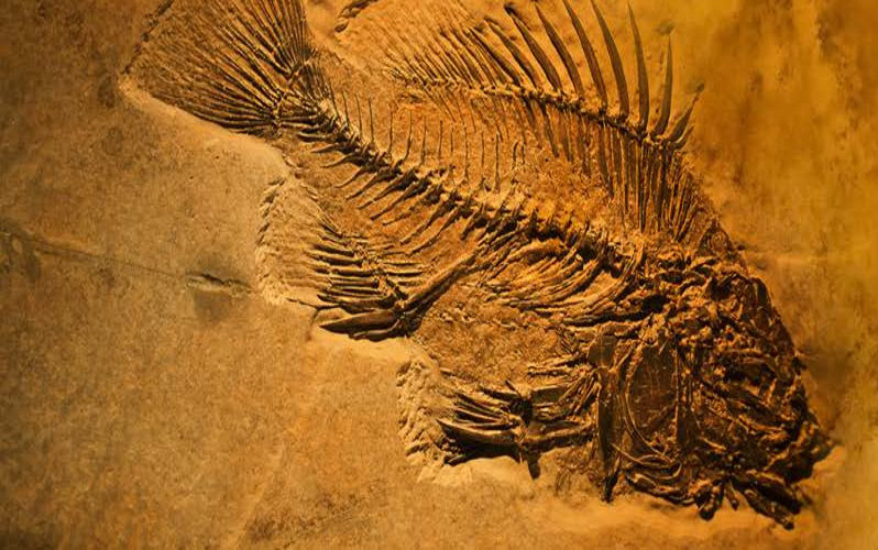 PALEONTOLOGIA: EL ESTUDIO DE LOS RESTOS FÓSILES