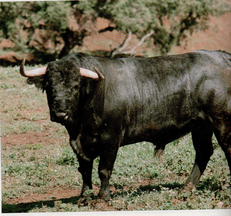 La Tauromaquia en Tarifa: CONCLUSIONES DE LA FERIA DEL TORO EN PAMPLONA.
