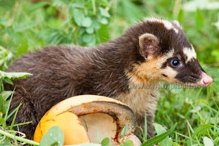 Sifat dan Karakter Musang | Drh. Fira Sovica