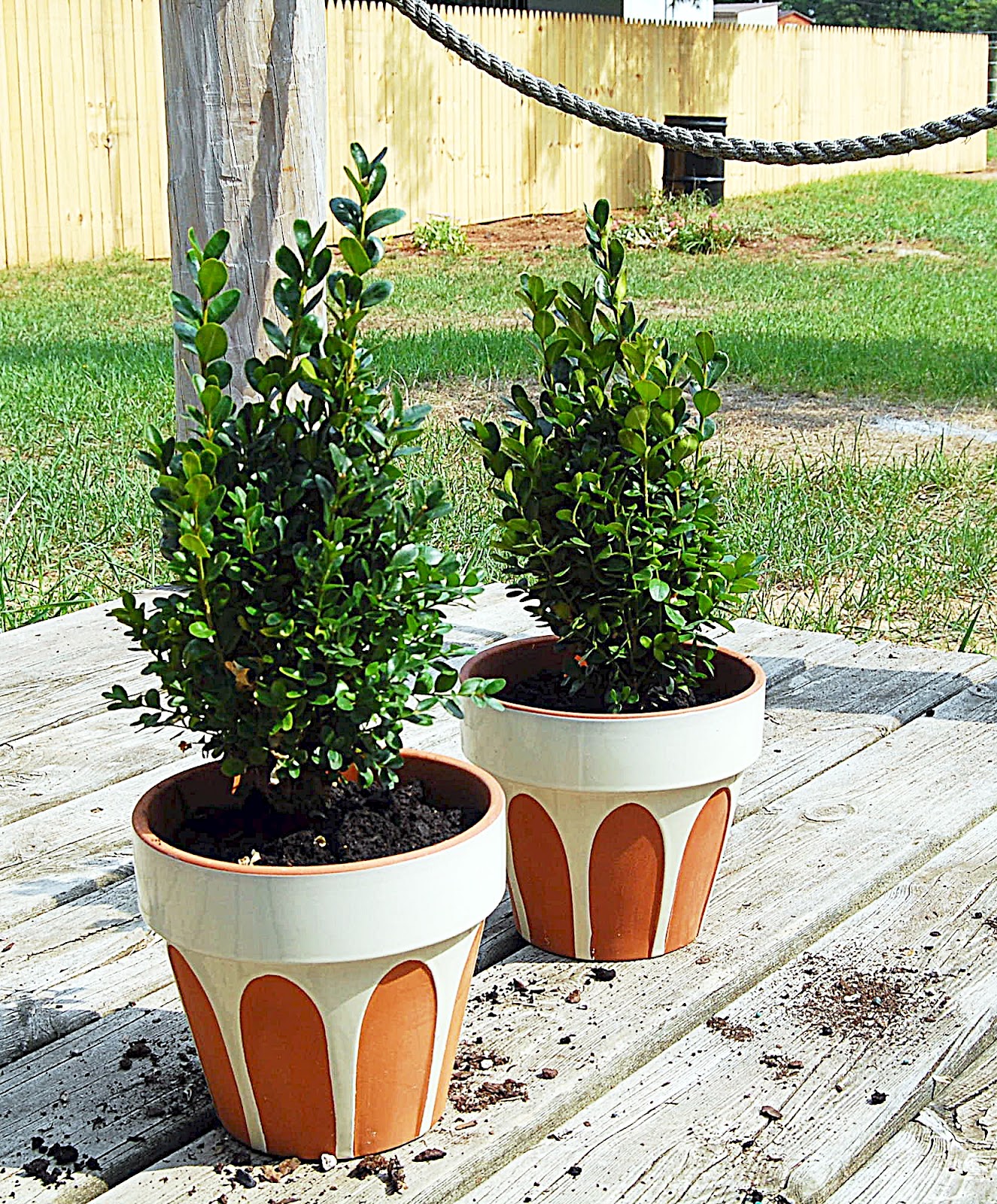 Ashlie Leston Design : potted boxwood