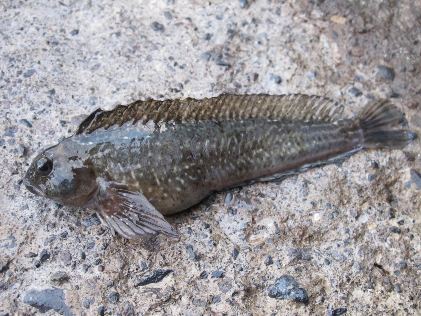 In the footsteps of Steve Wozniak: The windy Tenerife