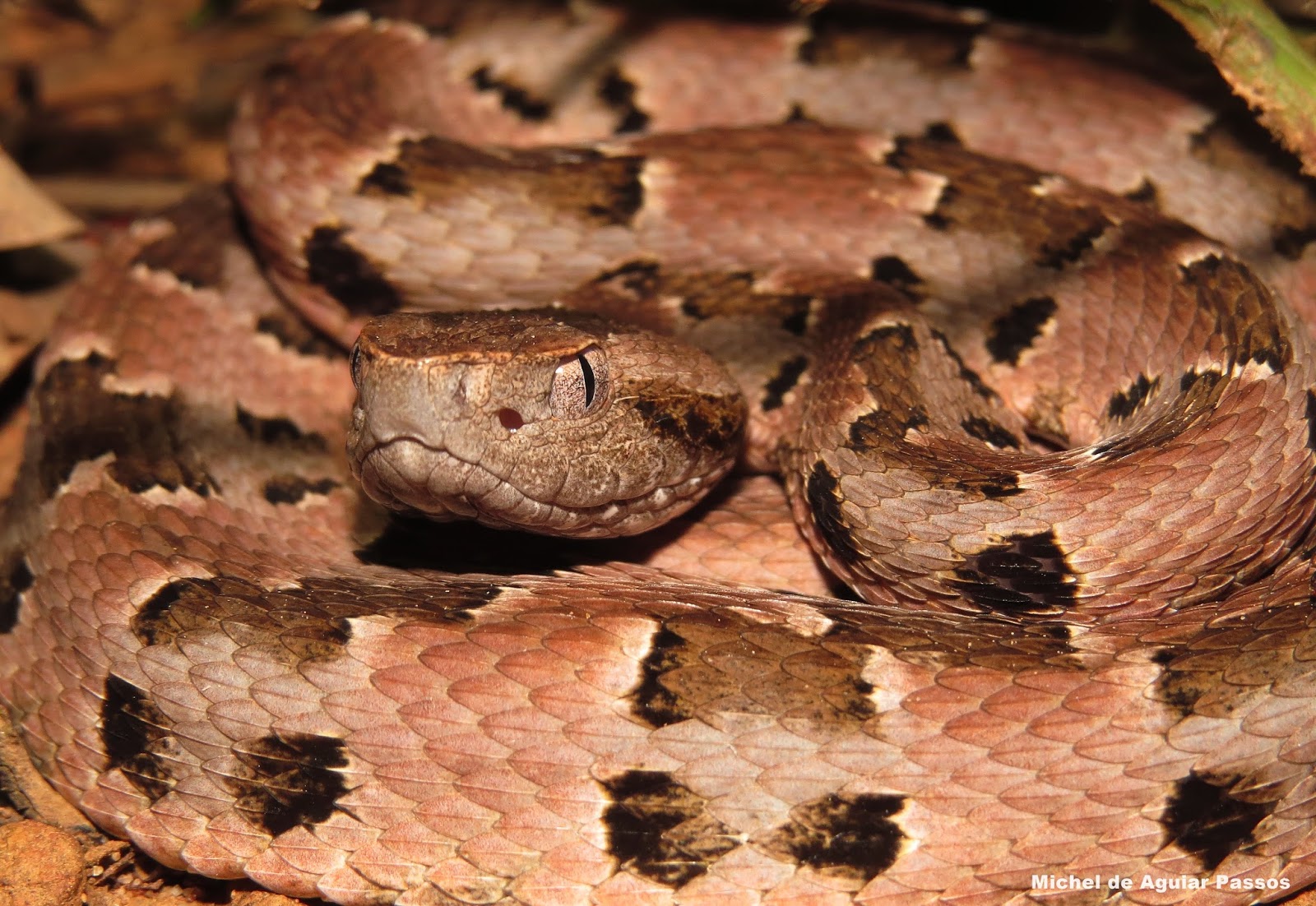 Herpetolife (Inicio): Bothrops pauloensis