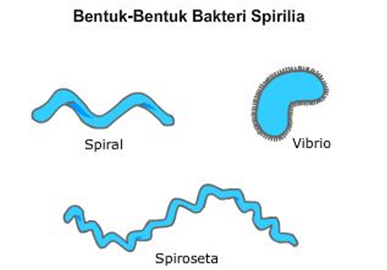 Bentuk-bentuk Bakteri | Pustaka Pandani