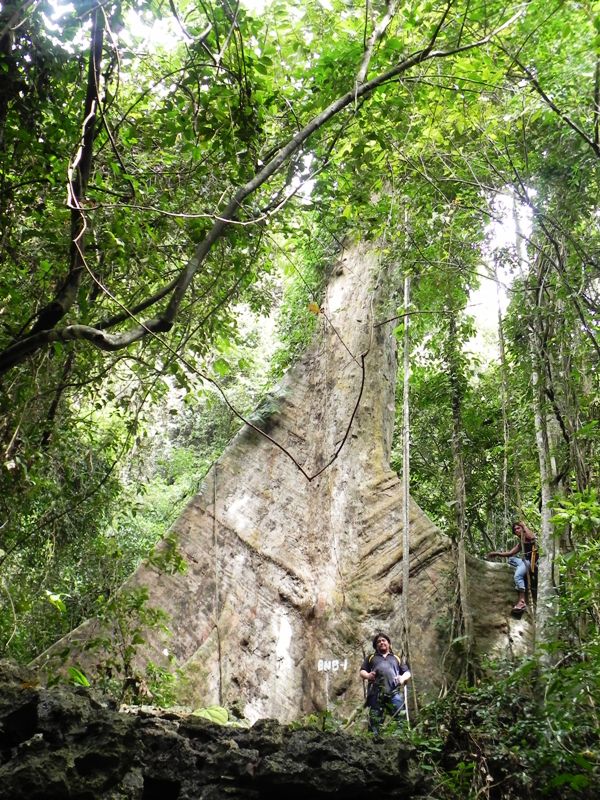 OUR PHILIPPINE TREES: The Biggest Dao!