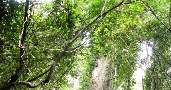 OUR PHILIPPINE TREES: The Biggest Dao!