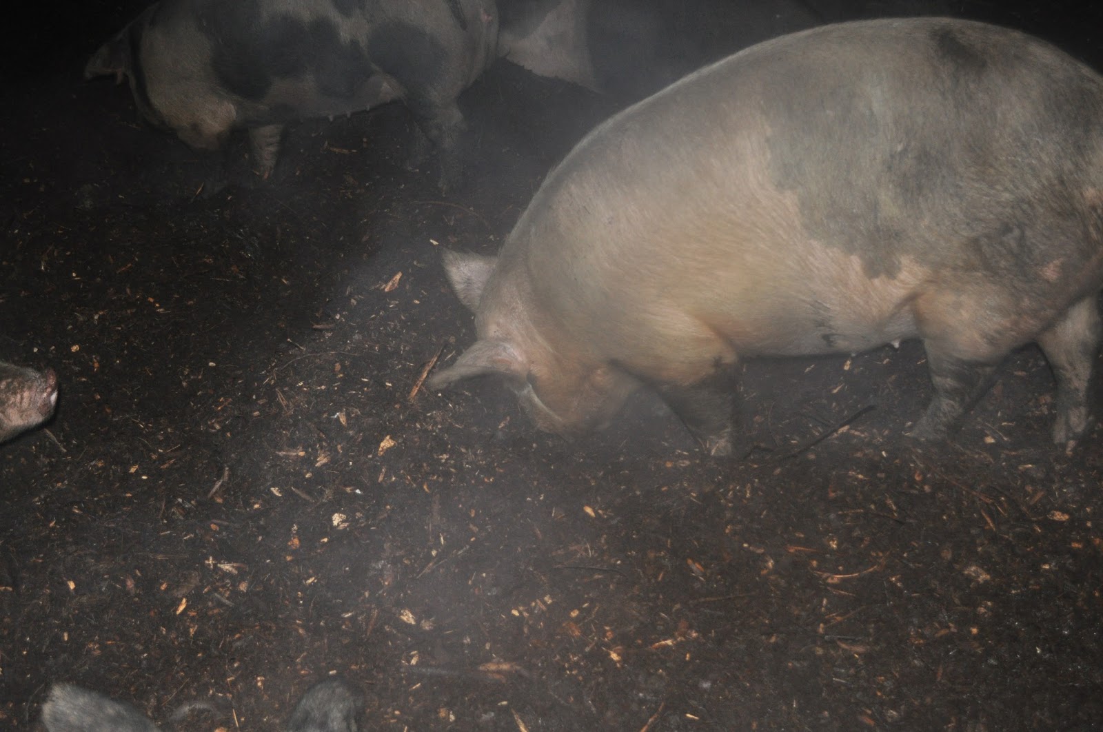 meat: Back to farming...deep litter, 90 days in.