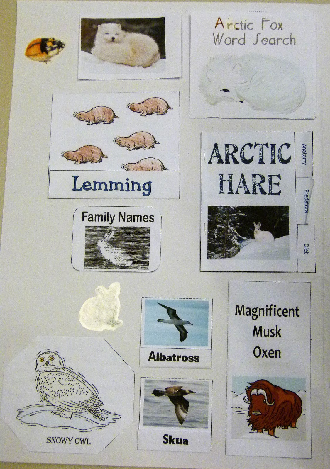 Lapbook: Zwierzęta Arktyczne - Arctic Animals