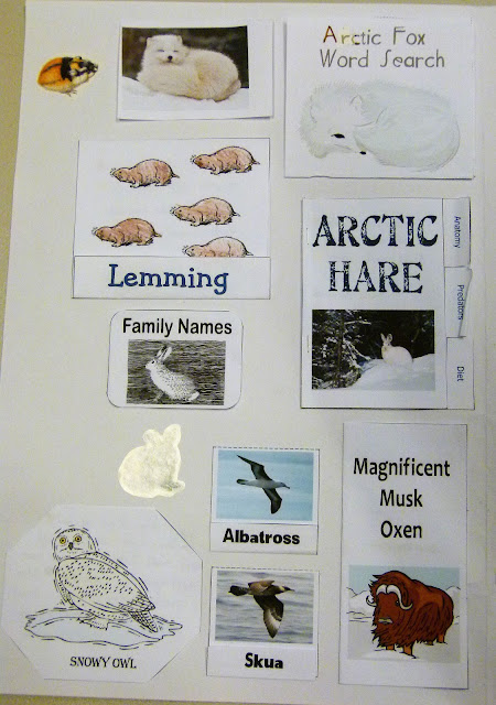 Lapbook: Zwierzęta Arktyczne - Arctic Animals
