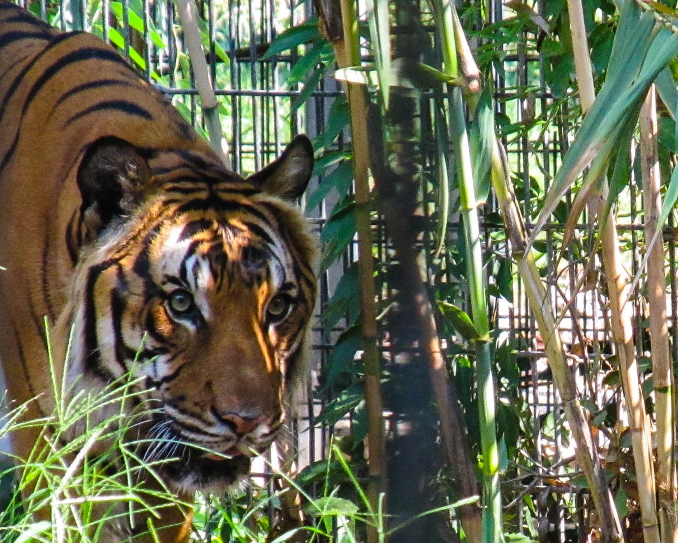 Life with Dylan: Our visit to the Fresno Chaffee Zoo with Mek & Paca