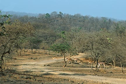 Gir National Park | Sasan Gir