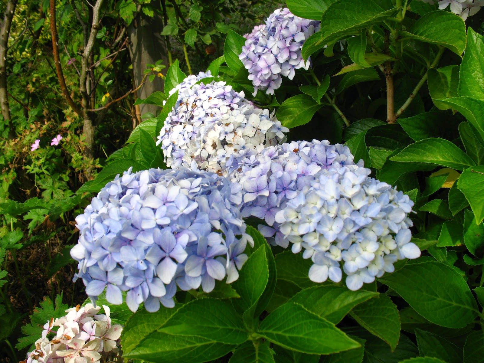 Roses du jardin Chêneland: Hydrangéa macrophylla "Otaksa