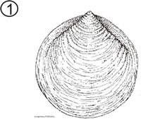 CLASE MONOPLACOPHORA