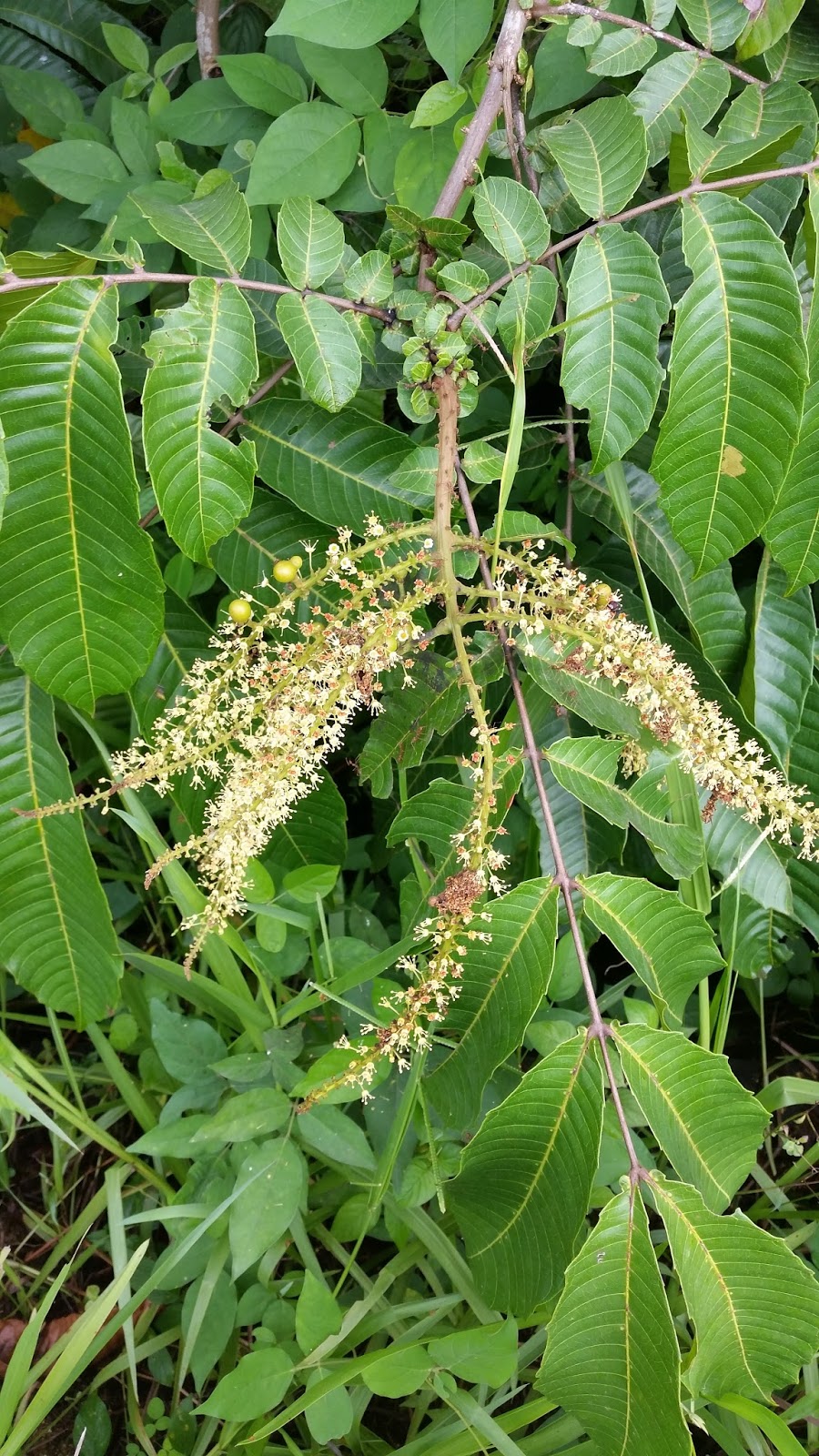 Warisan Petani: WW 48 : Bunga Longan Brazil