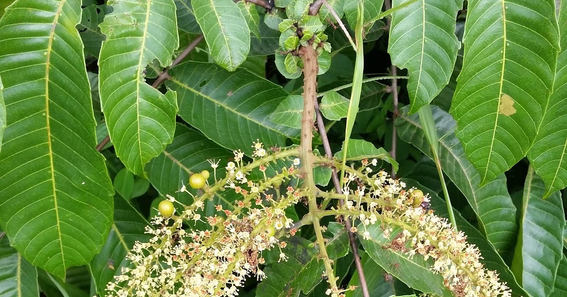 Warisan Petani: WW 48 : Bunga Longan Brazil