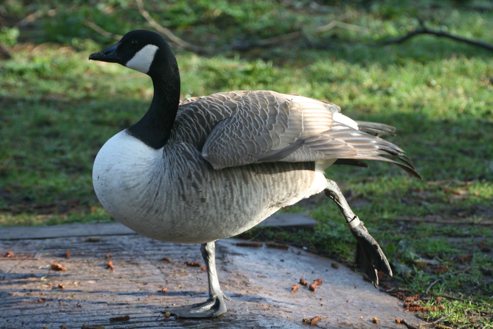 Valley Naturalist: Movements of a Canada goose