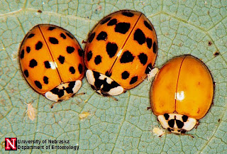 A Farmgirl's View: Ladybugs vs. Imposters...