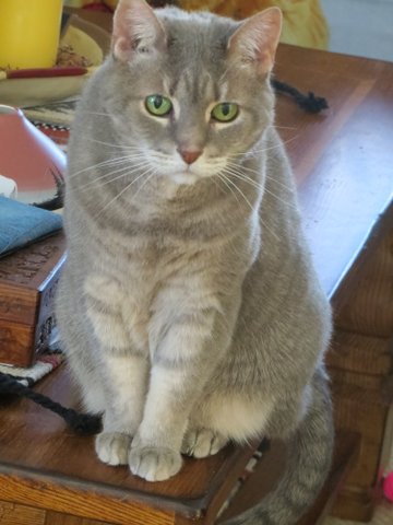 Cats, Roses...and Books!: Christmas Legend--Why Tabby #Cats Have An "M ...