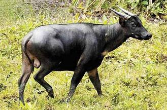 4 Contoh Hewan Langka Yang Dilindungi di Indonesia - TUKANG NGETIK