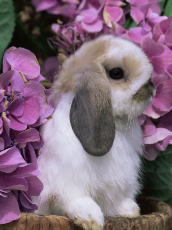 20 Cute bunny pictures | Amazing Creatures