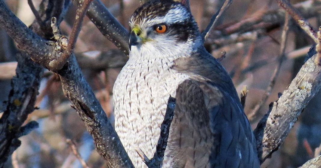 Bev's Nature Blog: Northern Goshawk
