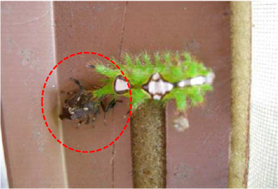 Membangun Perkebunan Kelapa Sawit: Predator Ulat Api "Eocanthecona ...