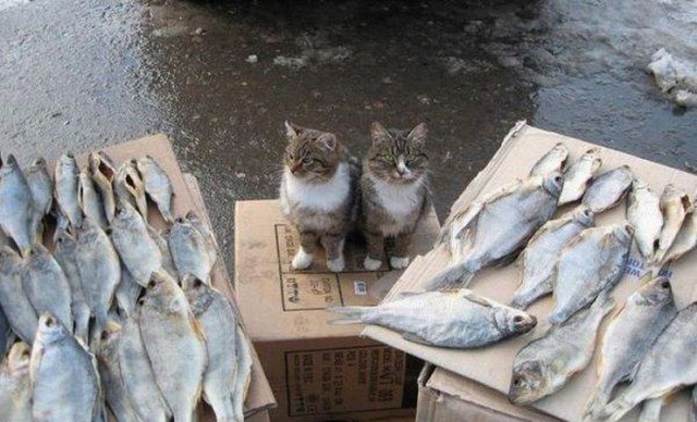 Self-control cats - Funny cats