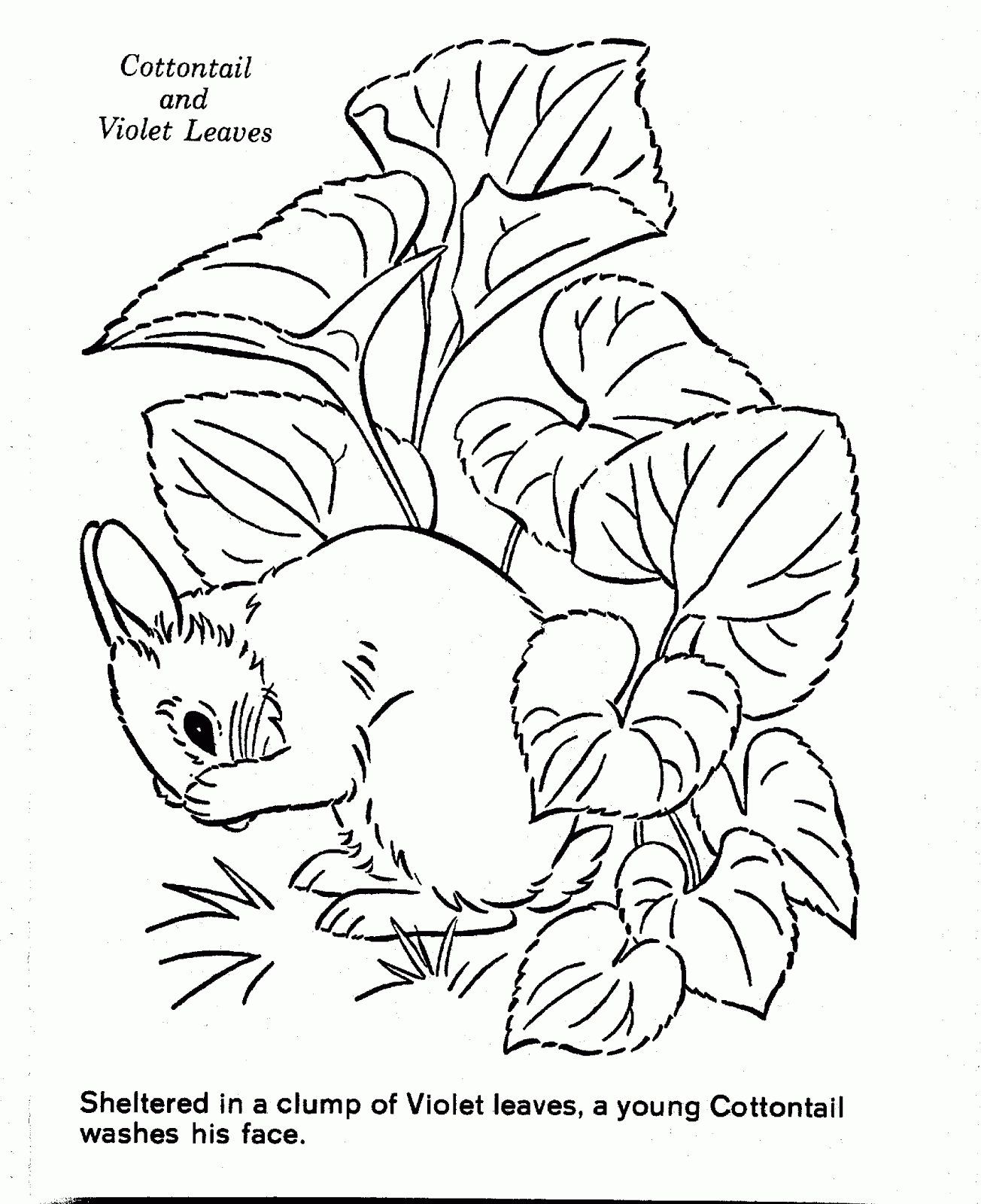 desene natura plante imagini de colorat ~ Desene Imagini de colorat